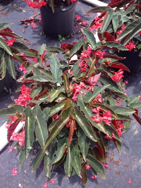 Begonia 'Angel Wing Pink', Angel Wing Begonia, Cane Begonia | PlantVine