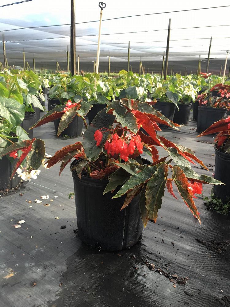 Begonia 'Angel Wing Pink', Angel Wing Begonia, Cane Begonia | PlantVine