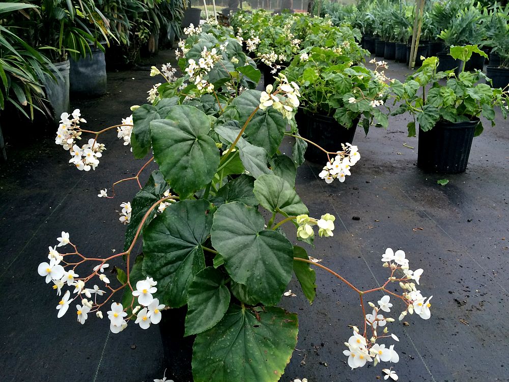 Begonia odorata 'Alba', White Begonia | PlantVine