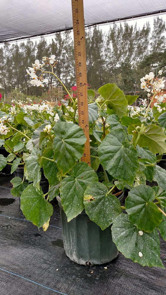Begonia odorata 'Alba', White Begonia | PlantVine