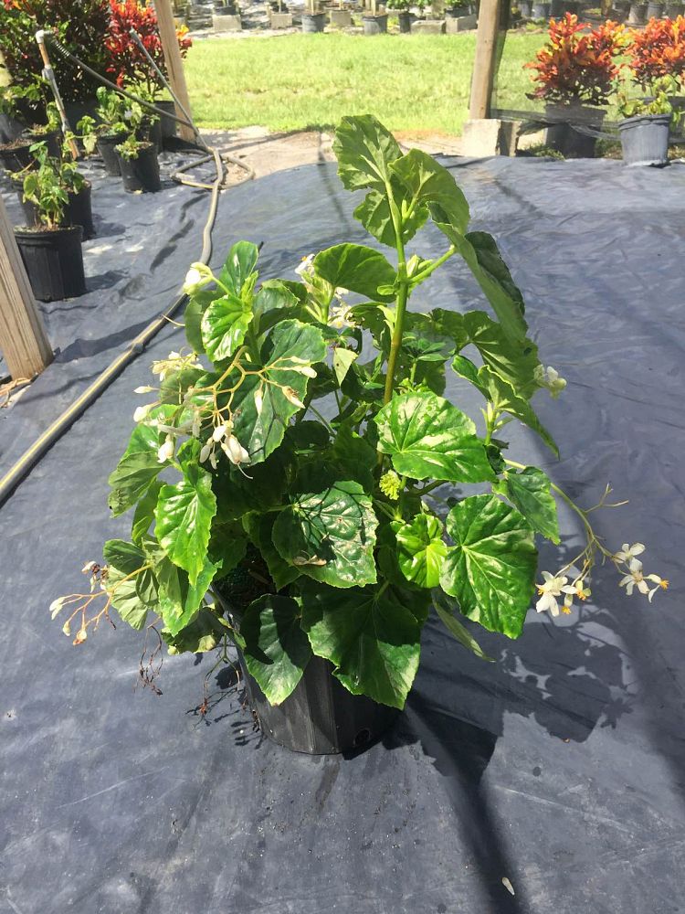 Begonia odorata 'Alba', White Begonia | PlantVine