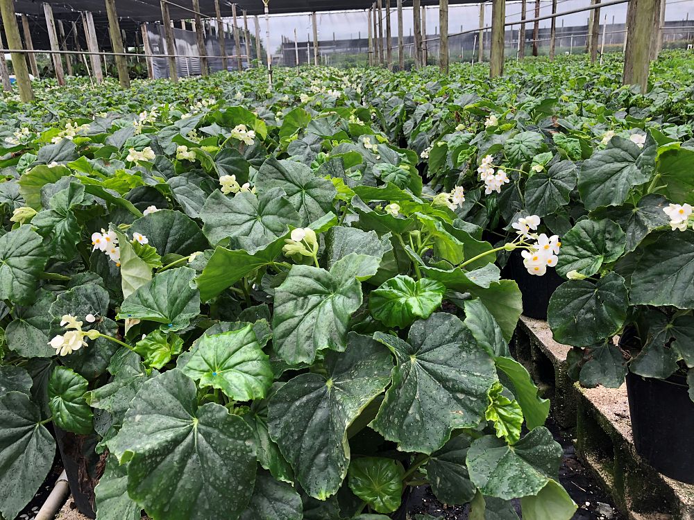 Begonia odorata 'Alba', White Begonia | PlantVine