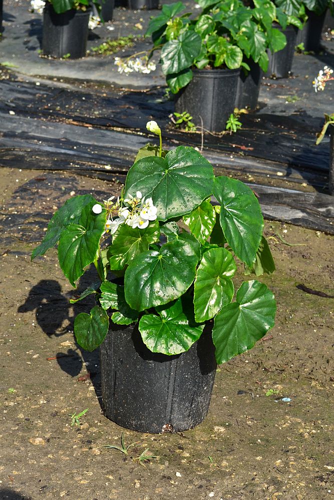 Begonia odorata 'Alba', White Begonia | PlantVine