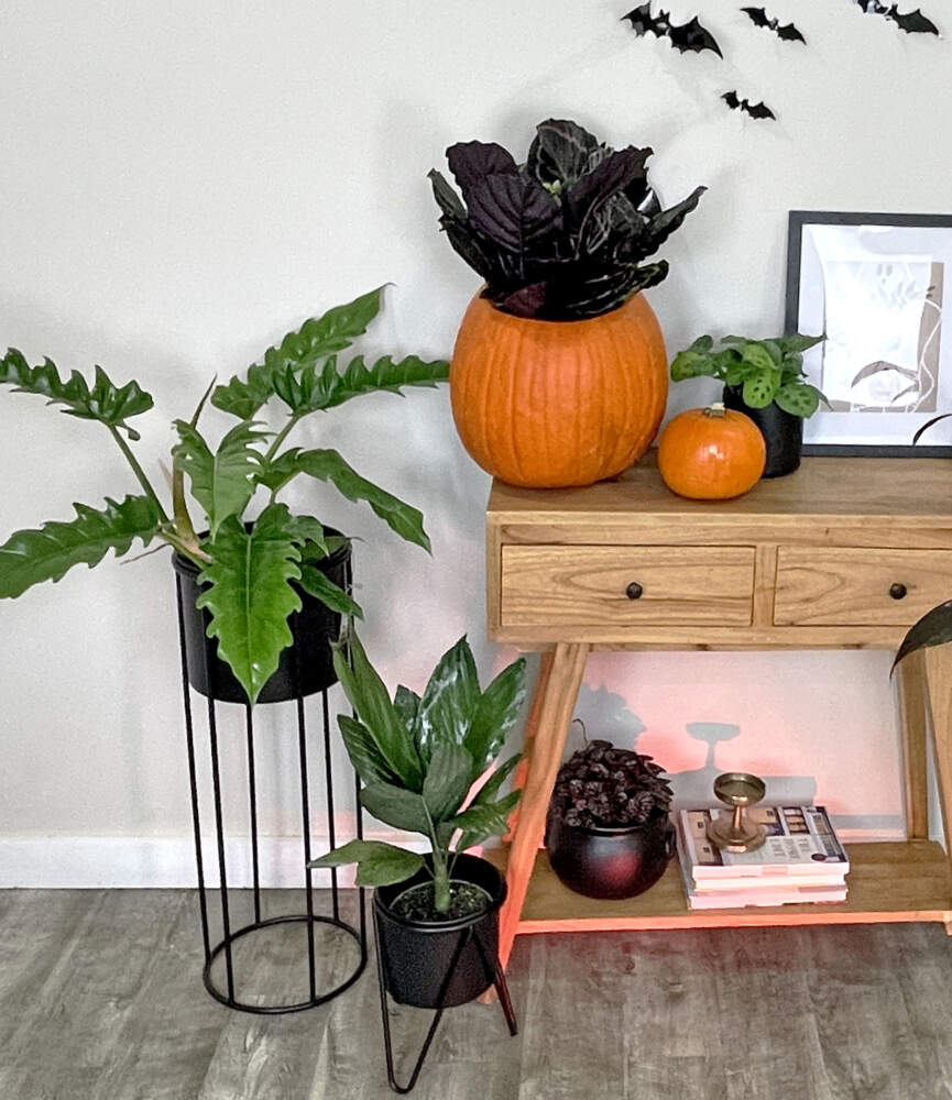 Celebrate Halloween with these Spooky Houseplants | PlantVine