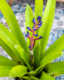 Aechmea ‘Blue Tango’, Bromeliad | PlantVine