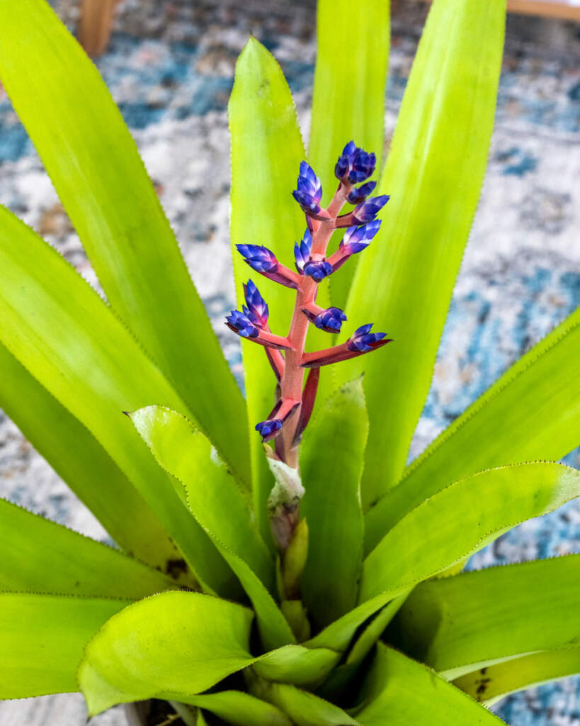 Aechmea ‘Blue Tango’, Bromeliad | PlantVine