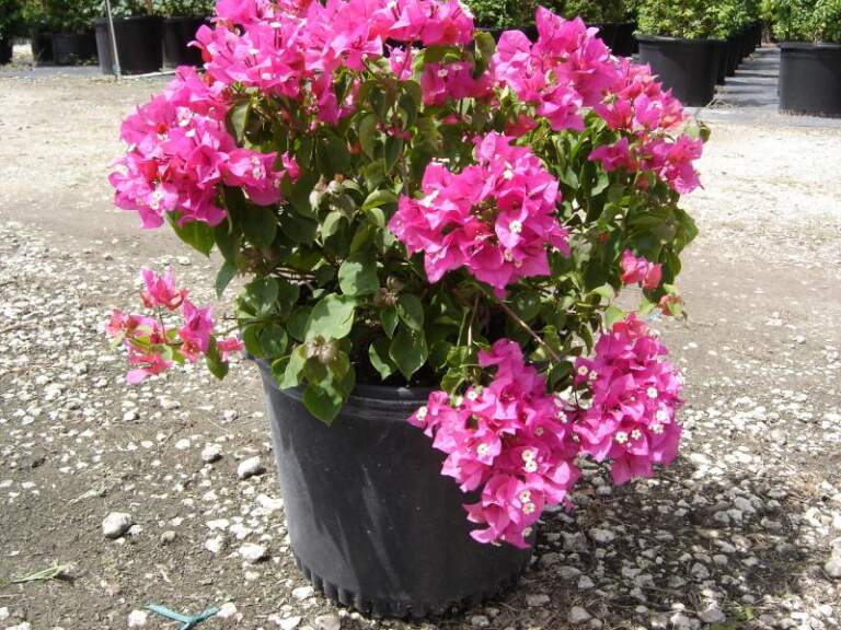 Dwarf Pink Bougainvillea ‘Helen Johnson’ | PlantVine