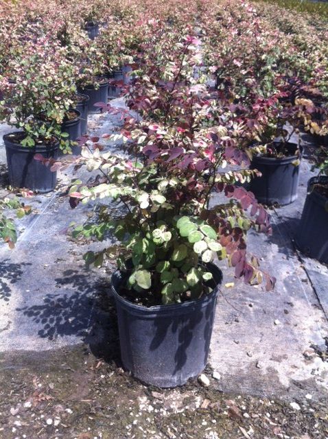 Breynia disticha, Snow on the Mountain, Snowbush | PlantVine