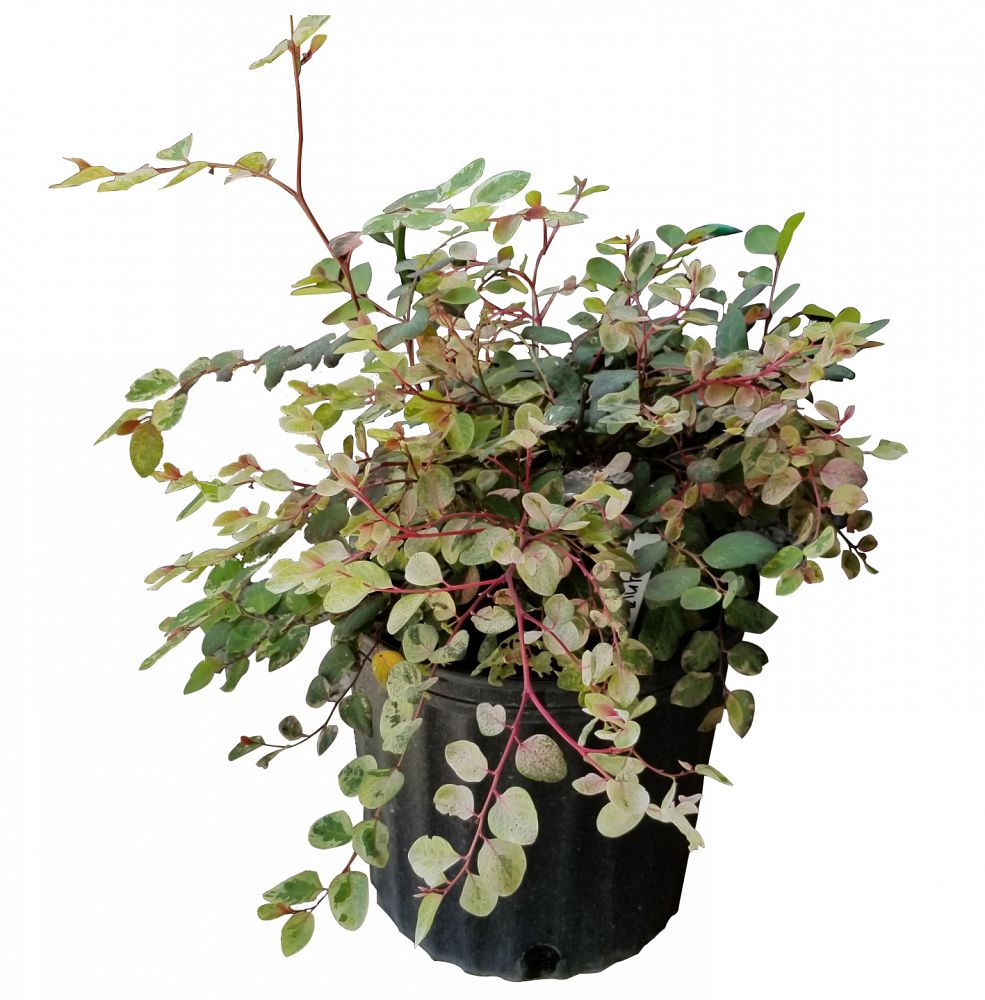 Breynia disticha, Snow on the Mountain, Snowbush | PlantVine