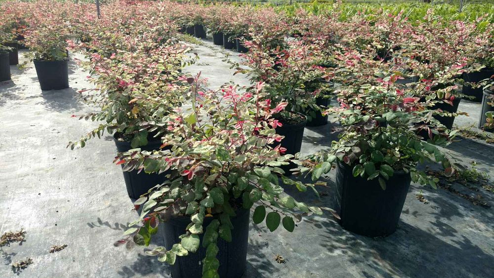 Breynia disticha, Snow on the Mountain, Snowbush | PlantVine