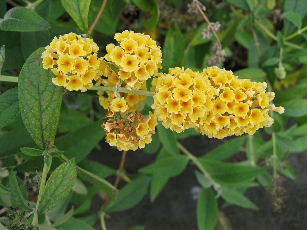 Buddleia, Butterfly Bush | PlantVine