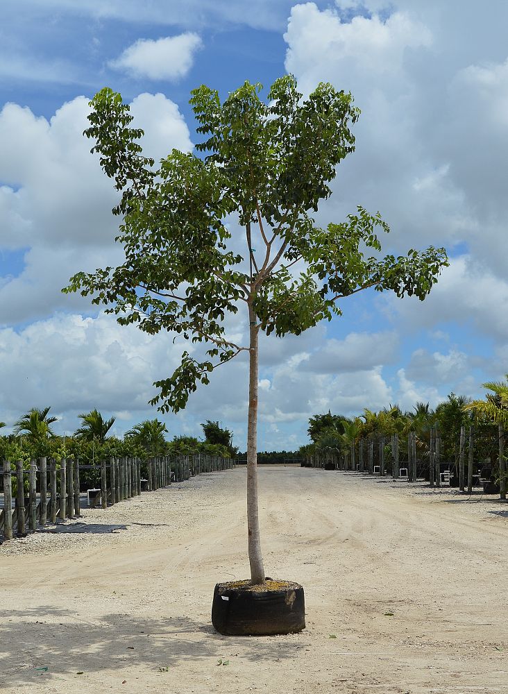Bursera simaruba, Gumbo Limbo | PlantVine