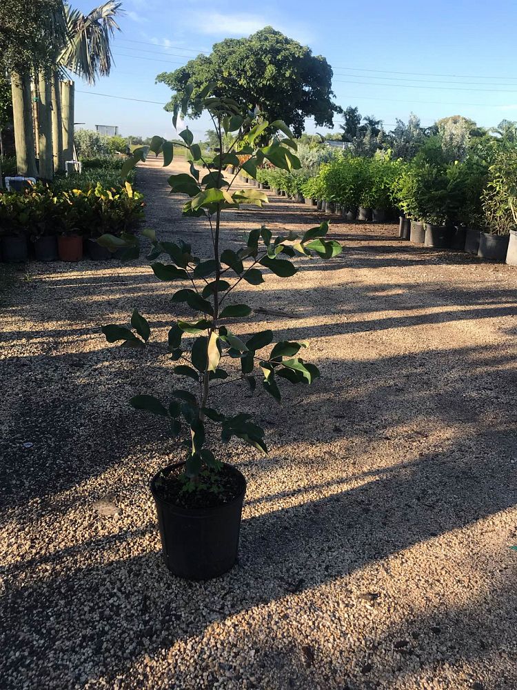 buy-bursera-simaruba-gumbo-limbo-free-shipping-over-100