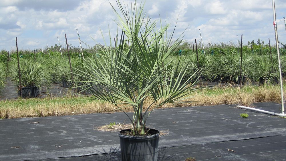 Butia capitata, Cocos australis, Pindo Palm, Wine Palm, Jelly Palm ...