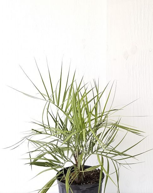 Butia capitata, Cocos australis, Pindo Palm, Wine Palm, Jelly Palm ...