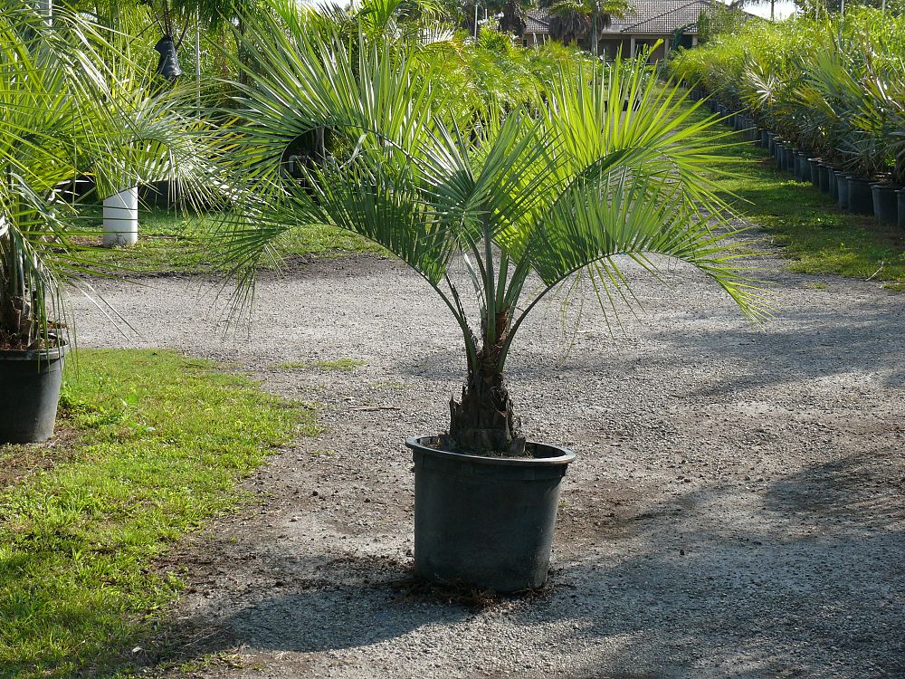 Butia capitata, Cocos australis, Pindo Palm, Wine Palm, Jelly Palm ...