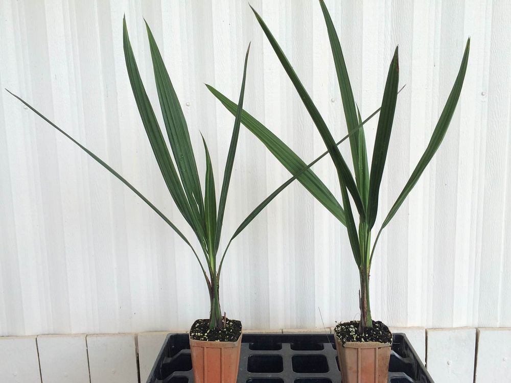 Butia capitata, Cocos australis, Pindo Palm, Wine Palm, Jelly Palm ...