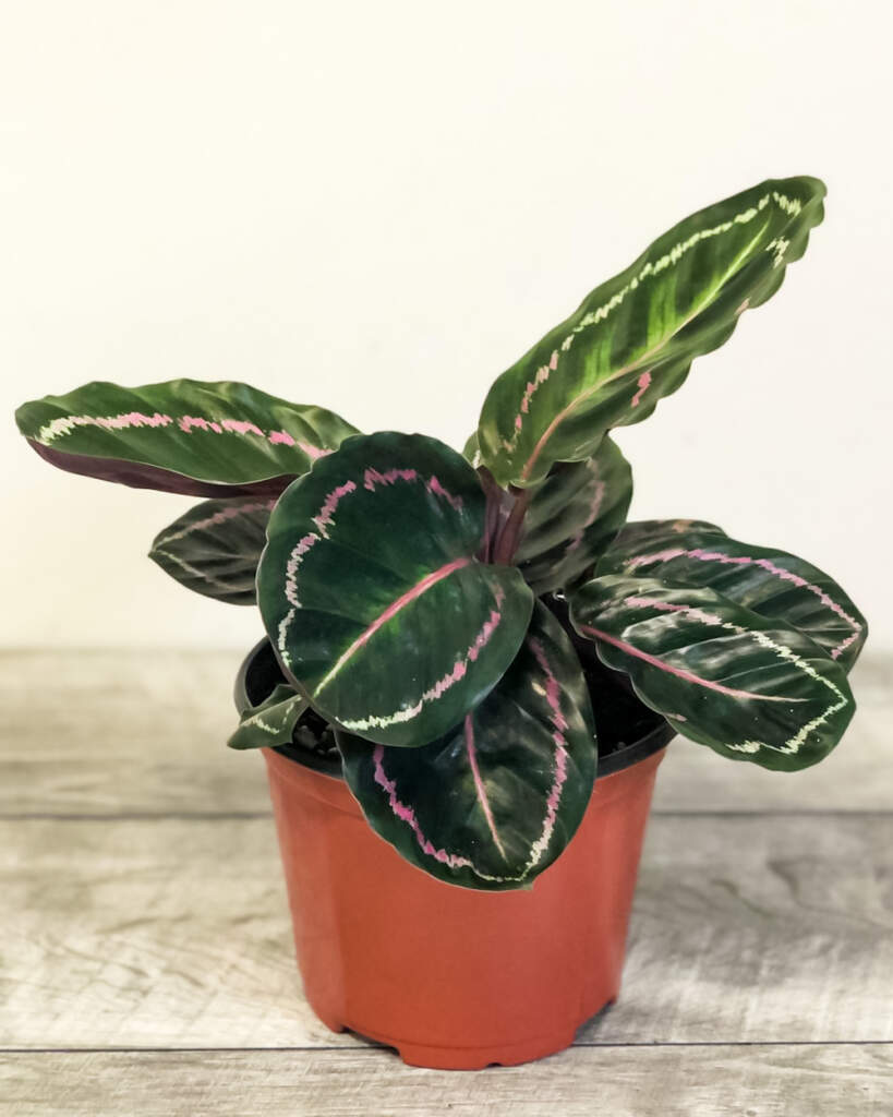 Calathea ‘Illustris’ | PlantVine