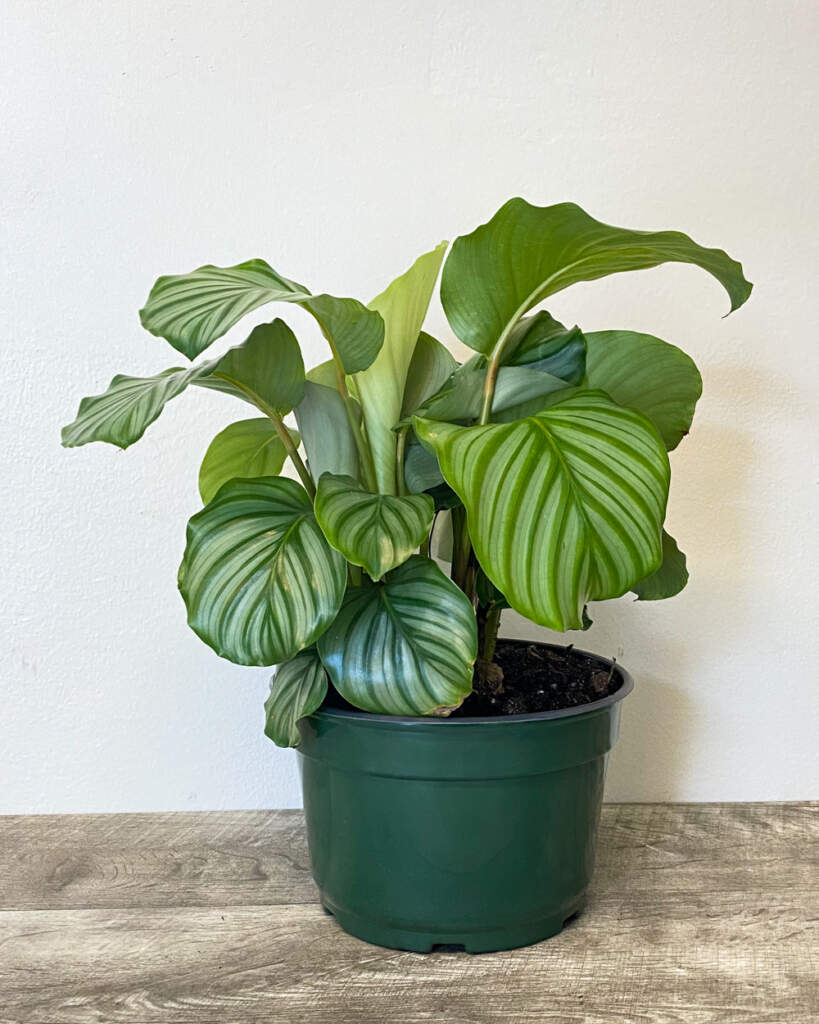 Calathea orbifolia | PlantVine