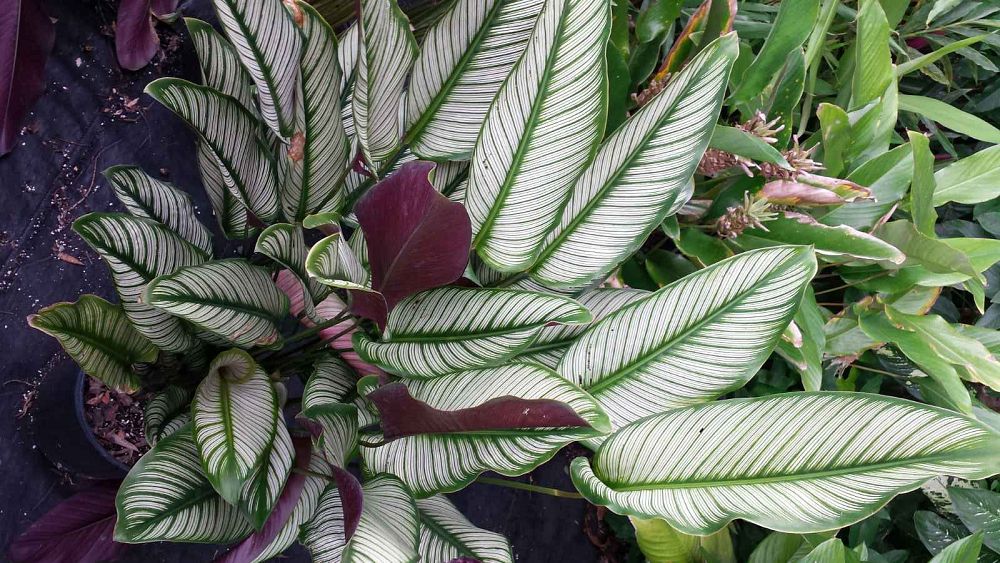 Calathea ornata | PlantVine