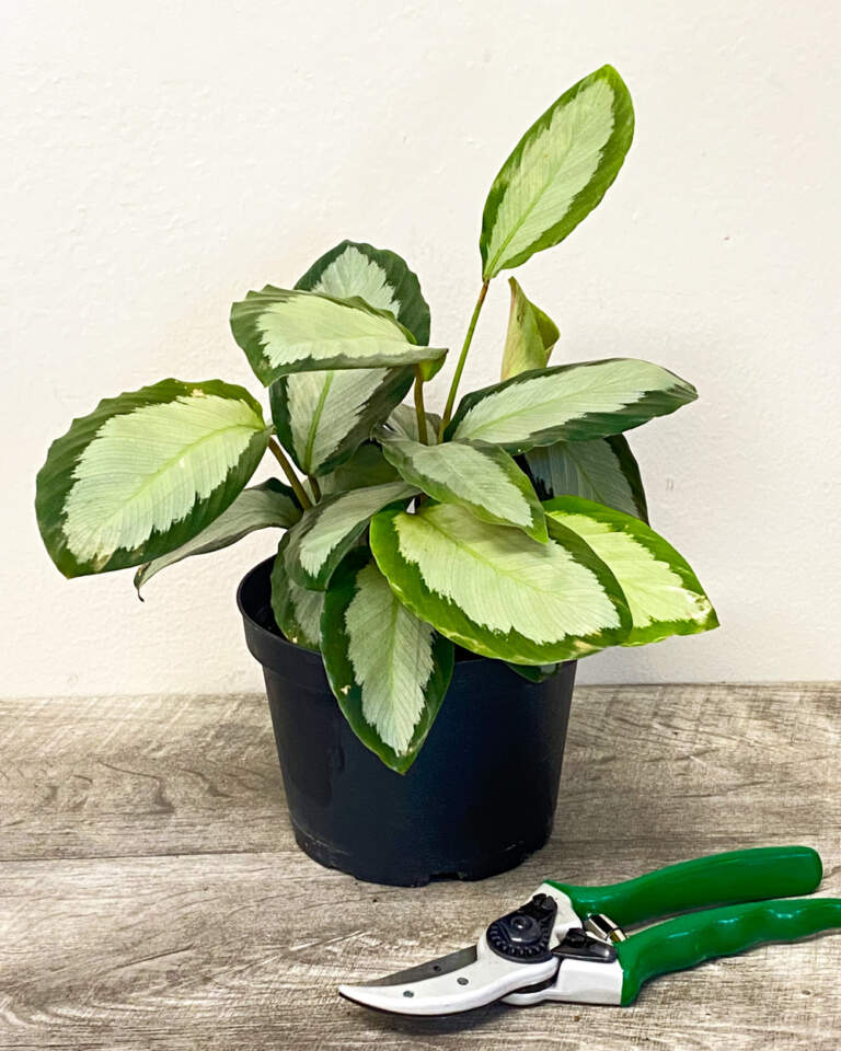 Calathea 'Royal Standard', Prayer Plant | PlantVine