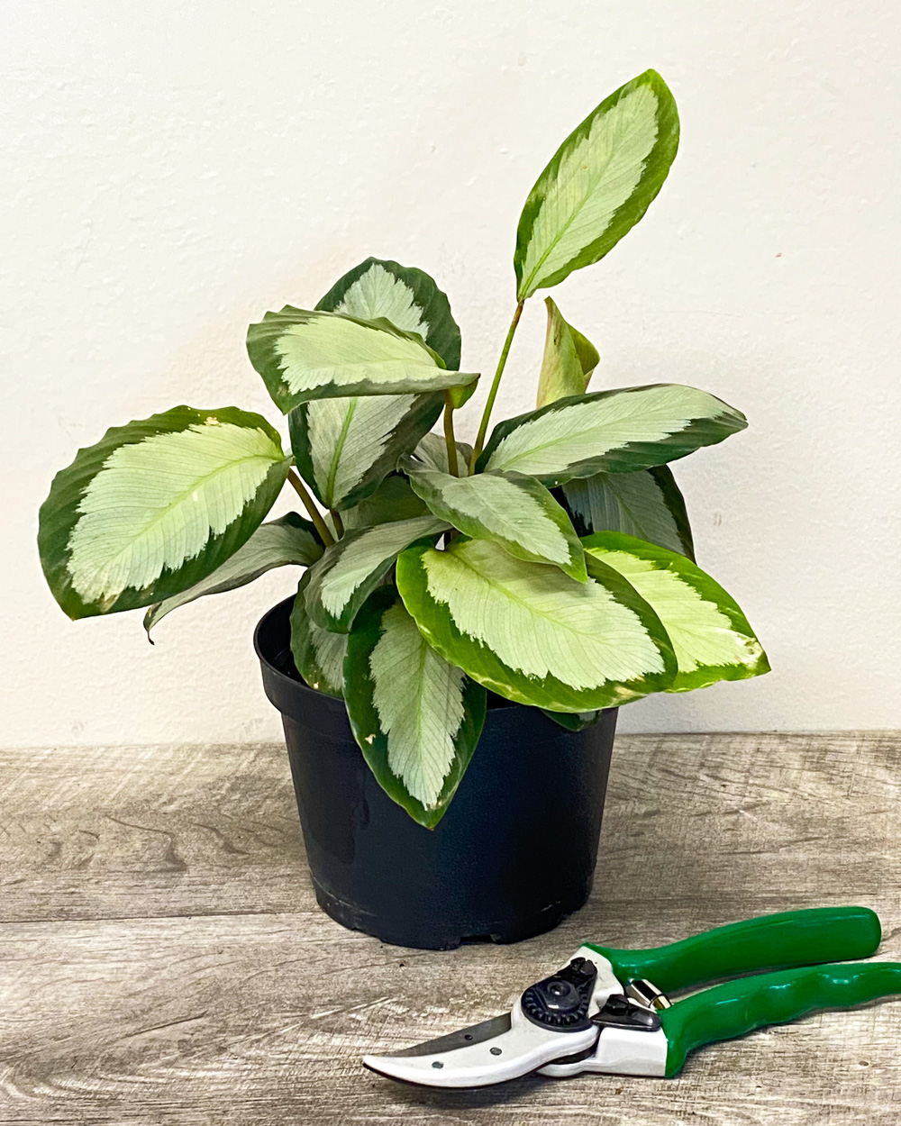 Calathea 'Royal Standard', Prayer Plant | PlantVine