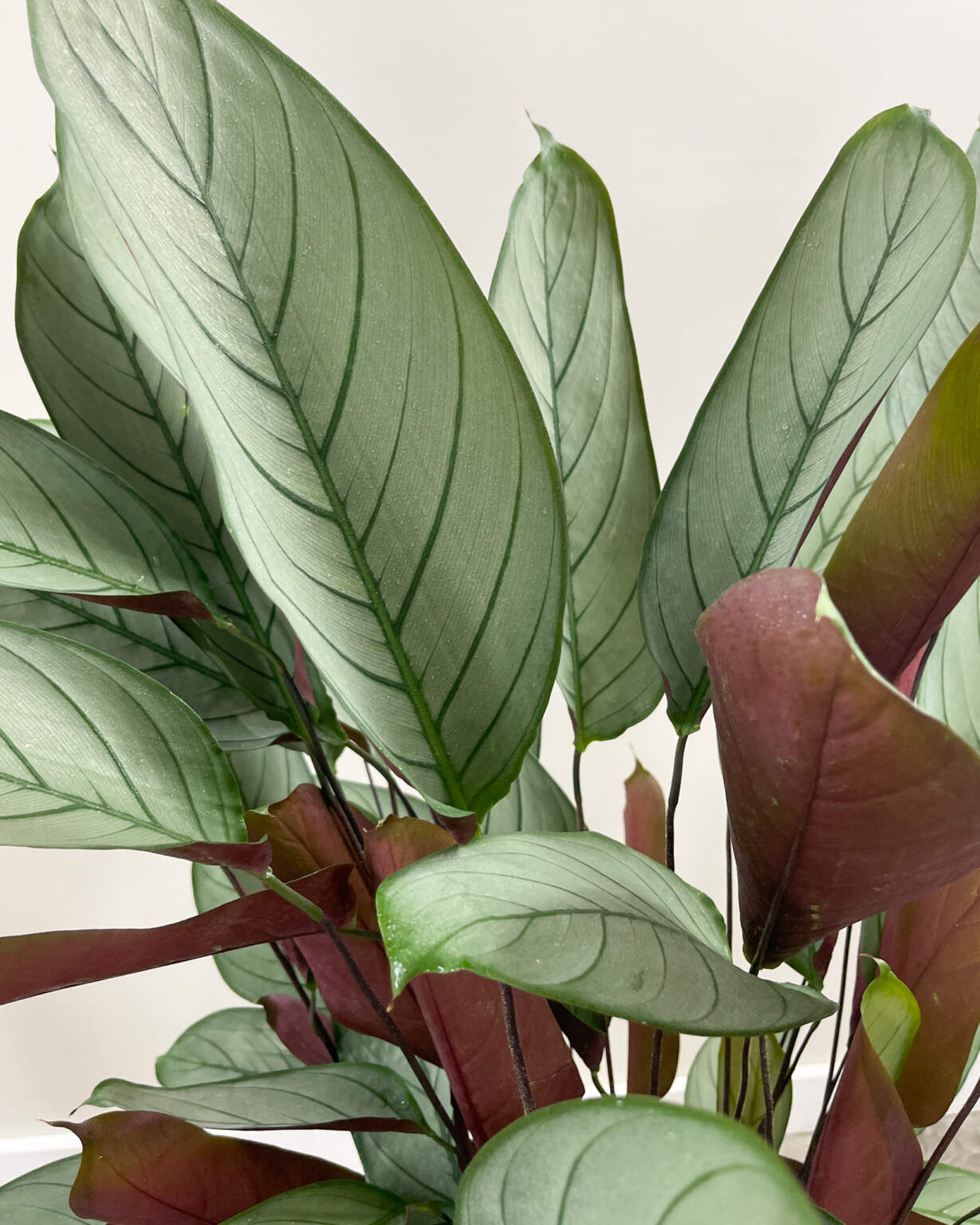 Calathea setosa ‘Grey Star’ | PlantVine