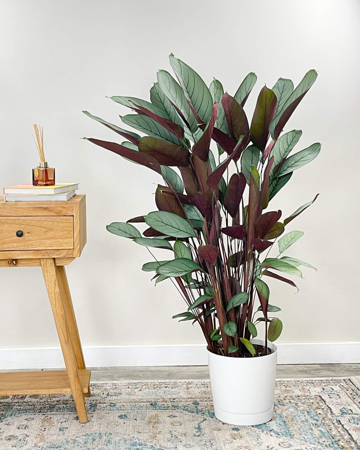 Calathea setosa ‘Grey Star’ | PlantVine