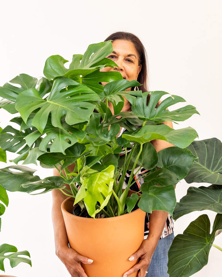 Buy Monstera Deliciosa, Swiss Cheese Plant For Sale Online
