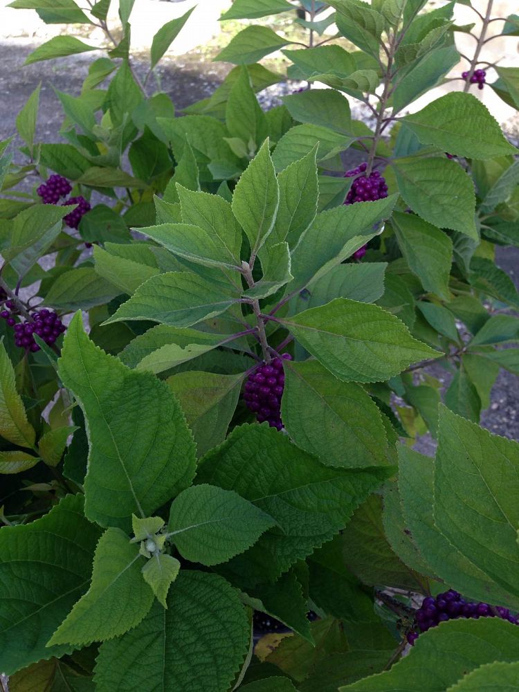 Callicarpa americana, American Beautyberry | PlantVine