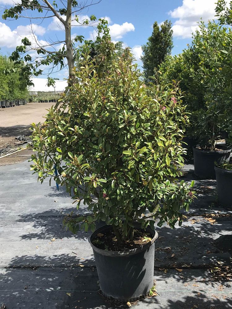 Capparis cynophallophora, Jamaican Caper | PlantVine