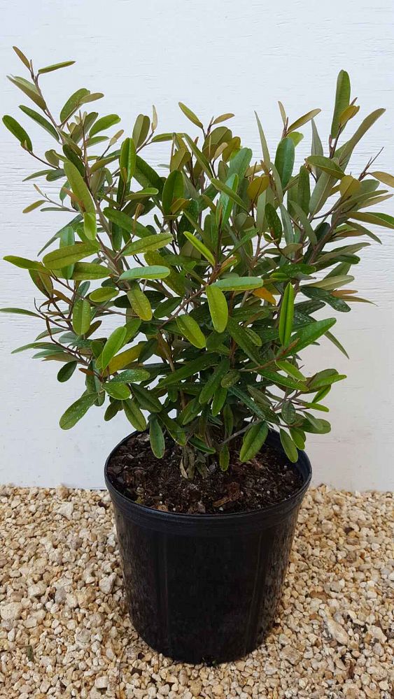 Capparis cynophallophora, Jamaican Caper | PlantVine