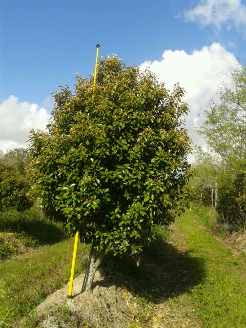 Capparis cynophallophora, Jamaican Caper | PlantVine