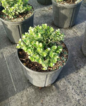 Washingtonia robusta, Washington Palm, Mexican Fan Palm | PlantVine