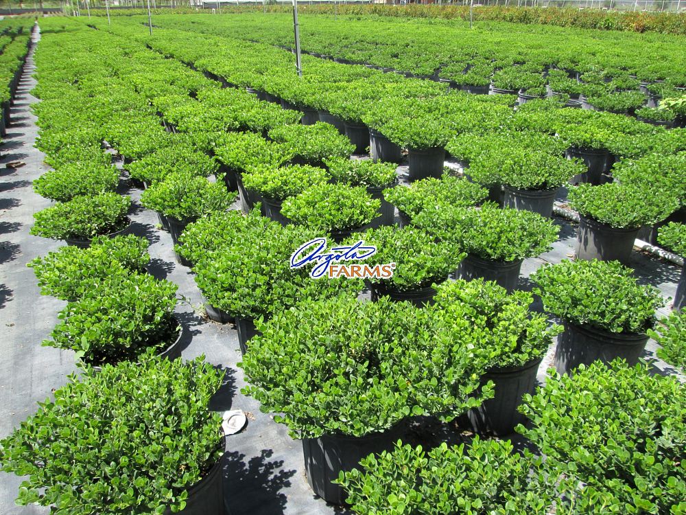 Carissa macrocarpa, Natal Plum, Carissa grandiflora | PlantVine