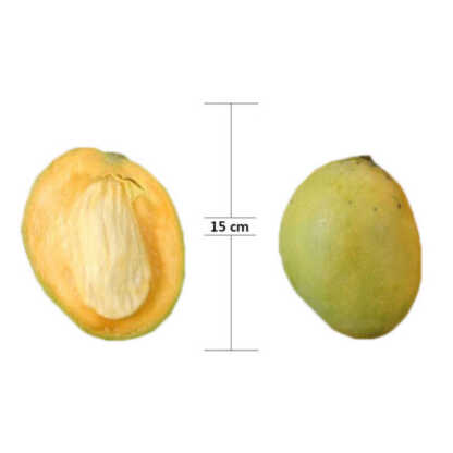 Mangifera indica ‘Carrie’, Mango | PlantVine
