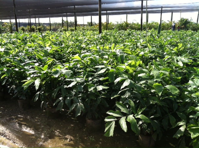 Caryota mitis, Fishtail Palm | PlantVine