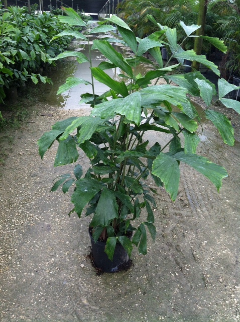 Caryota mitis, Fishtail Palm | PlantVine