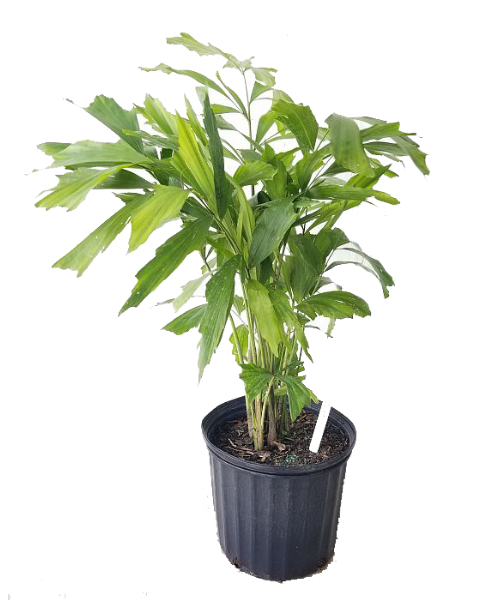 Caryota mitis, Fishtail Palm | PlantVine