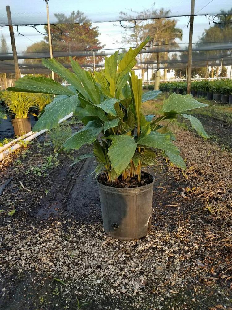 Caryota mitis, Fishtail Palm | PlantVine