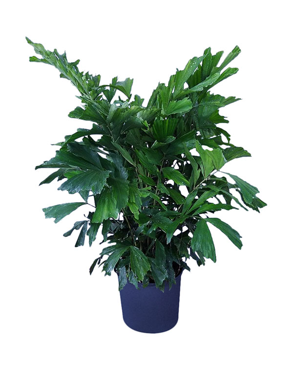 Buy Caryota mitis, Fishtail Palm | Free Shipping over $100