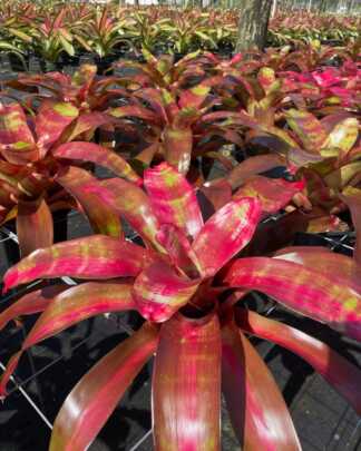 Philodendron Mayoi | PlantVine