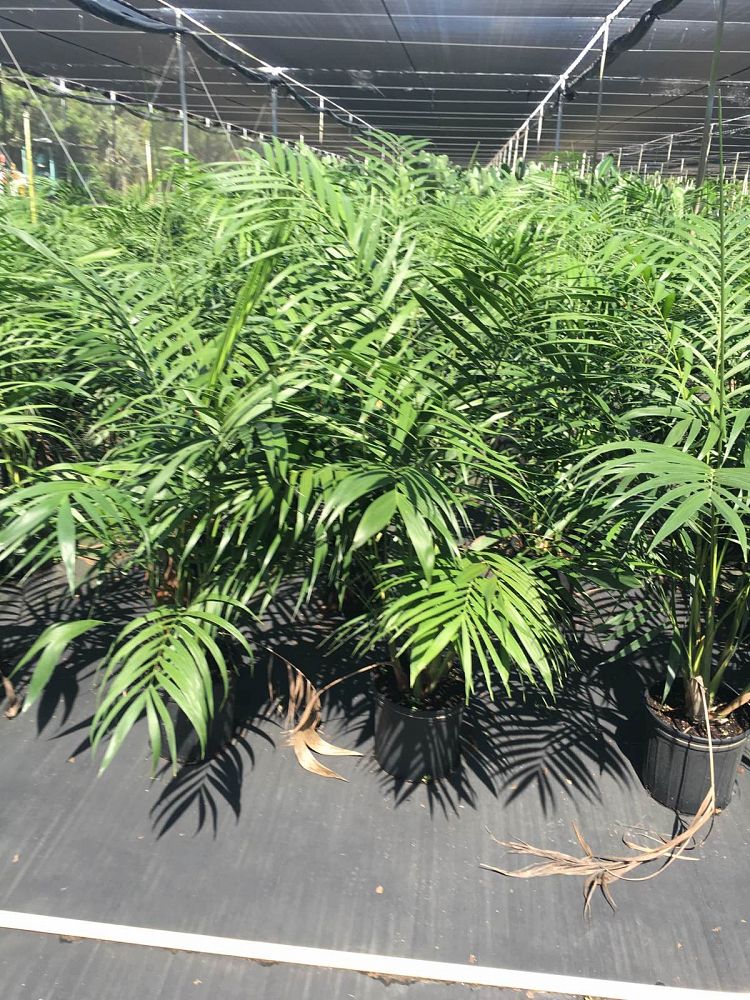 Chamaedorea hooperiana, Maya Palm | PlantVine