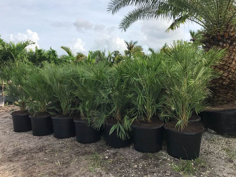 Chamaerops humilis, European Fan Palm, Mediterranean Fan Palm | PlantVine