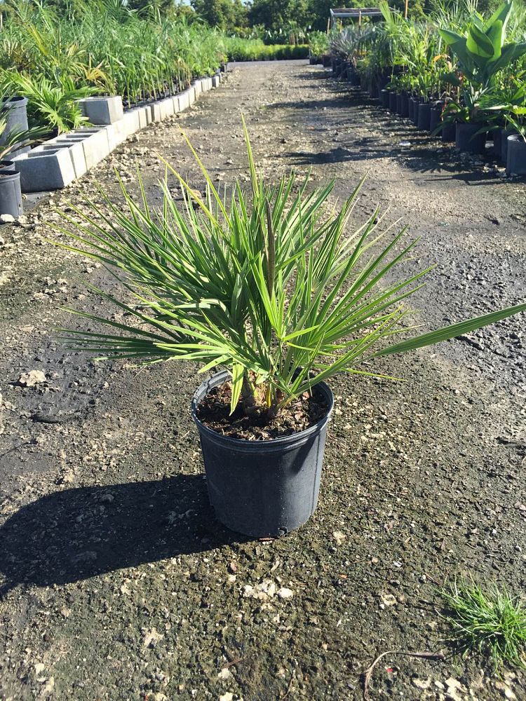 Chamaerops humilis, European Fan Palm, Mediterranean Fan Palm | PlantVine