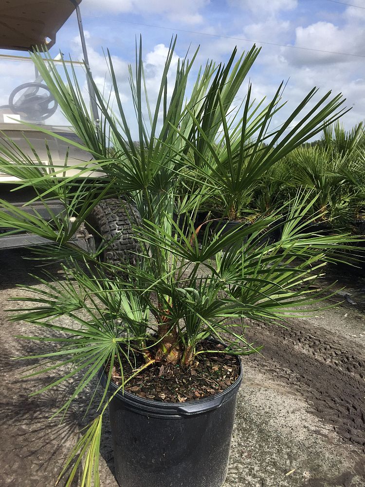 Chamaerops humilis, European Fan Palm, Mediterranean Fan Palm | PlantVine