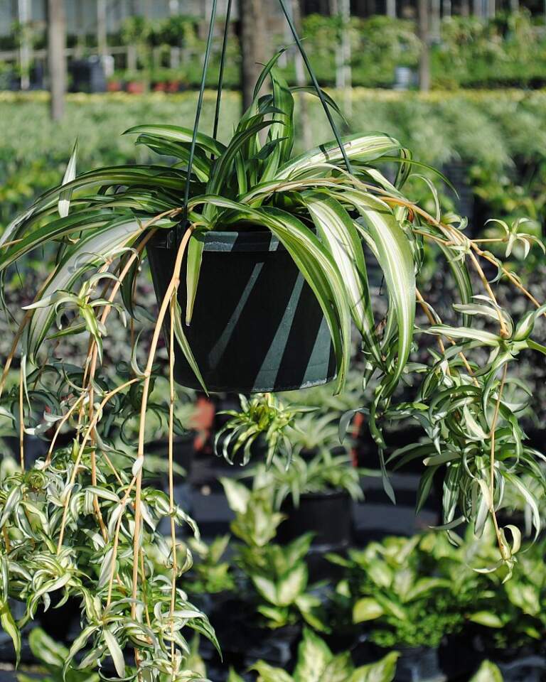 The Different Types Of Plant Propagation Techniques And How To Do Them ...