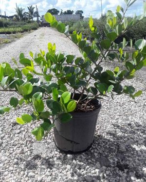 Hamelia patens 'Compacta', Firebush dwarf compact, Hummingbird Bush ...