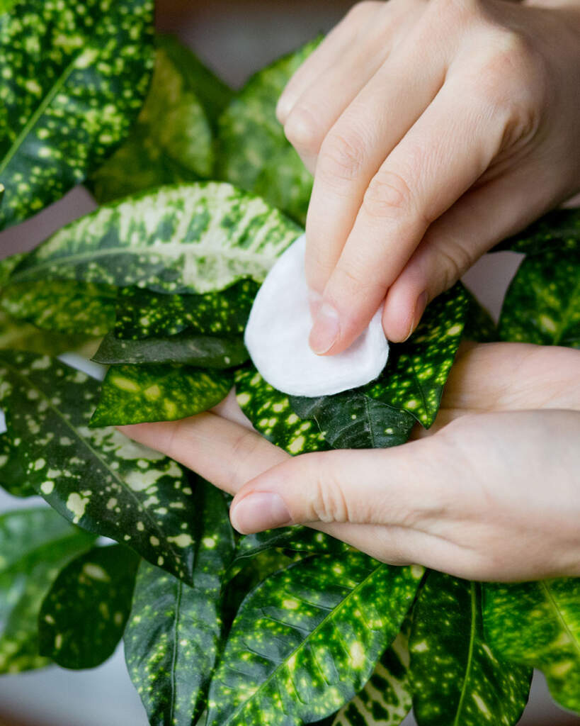 Scale: Treatment + Prevention Plan | PlantVine