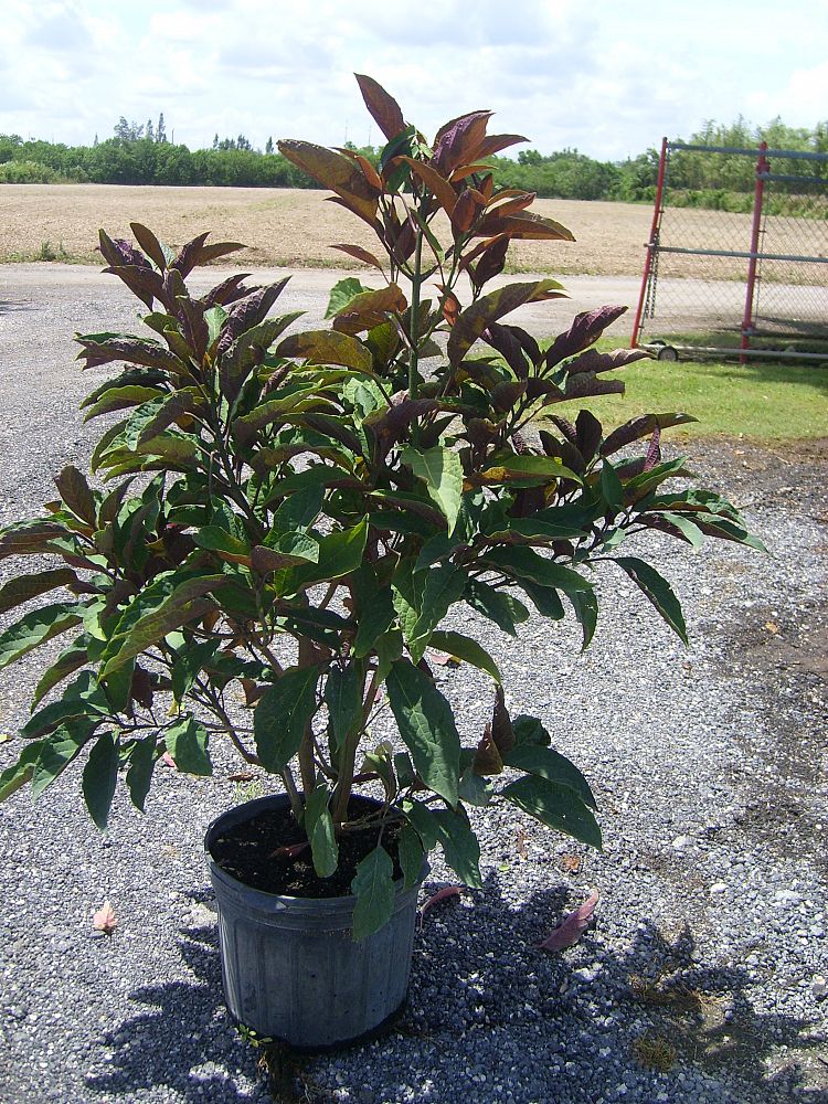 Clerodendrum quadriloculare, Shooting Star, Starburst Clerodendrum ...